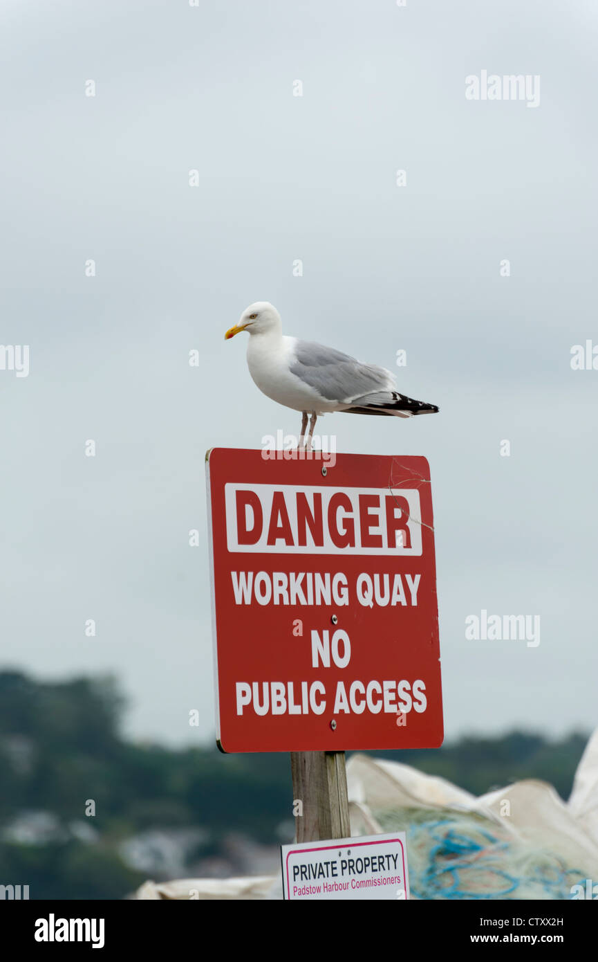 Seagull on a sign warning of working harbour at Padstow Cornwall UK ...