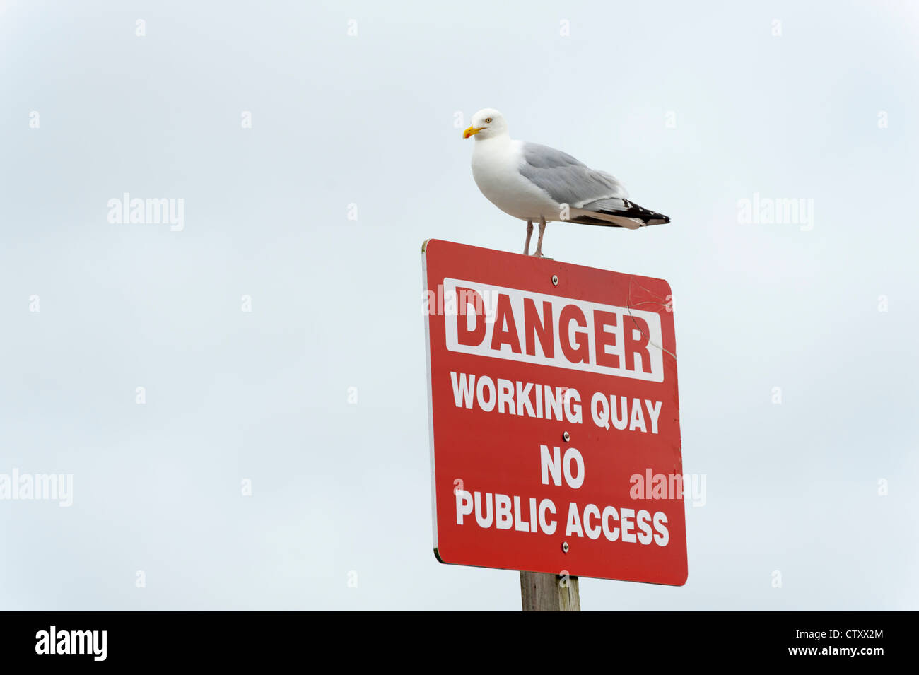 Seagull warning sign hi-res stock photography and images - Alamy