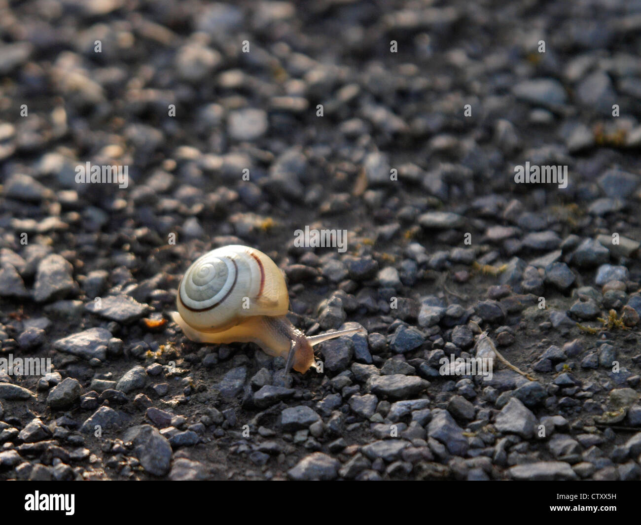 Snail on a gravel path, UK Stock Photo - Alamy