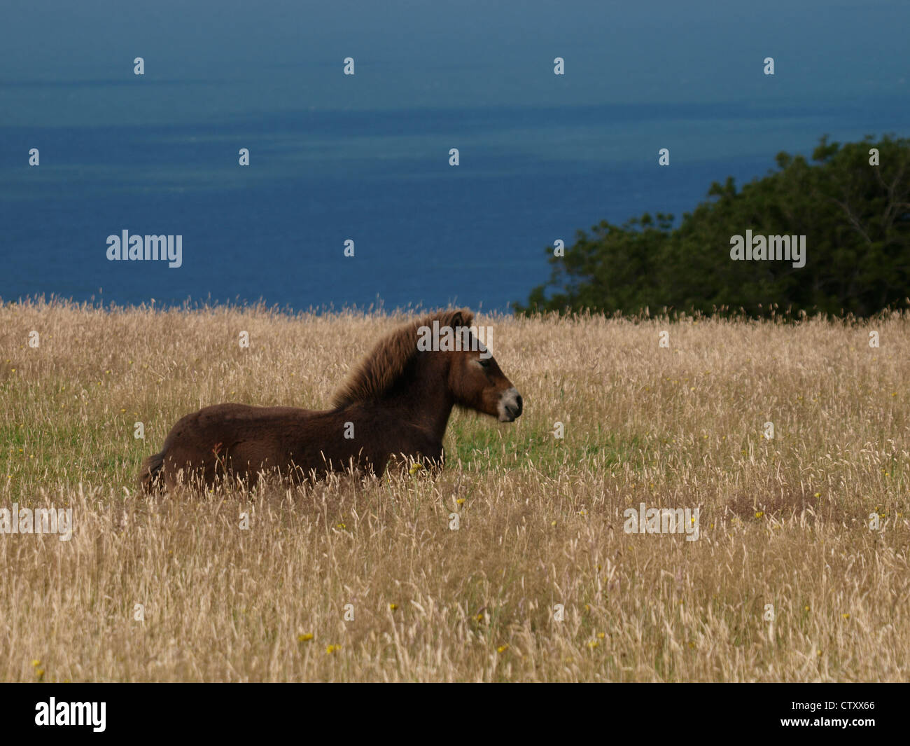 Exmoor pony fowl, Devon, UK Stock Photo - Alamy
