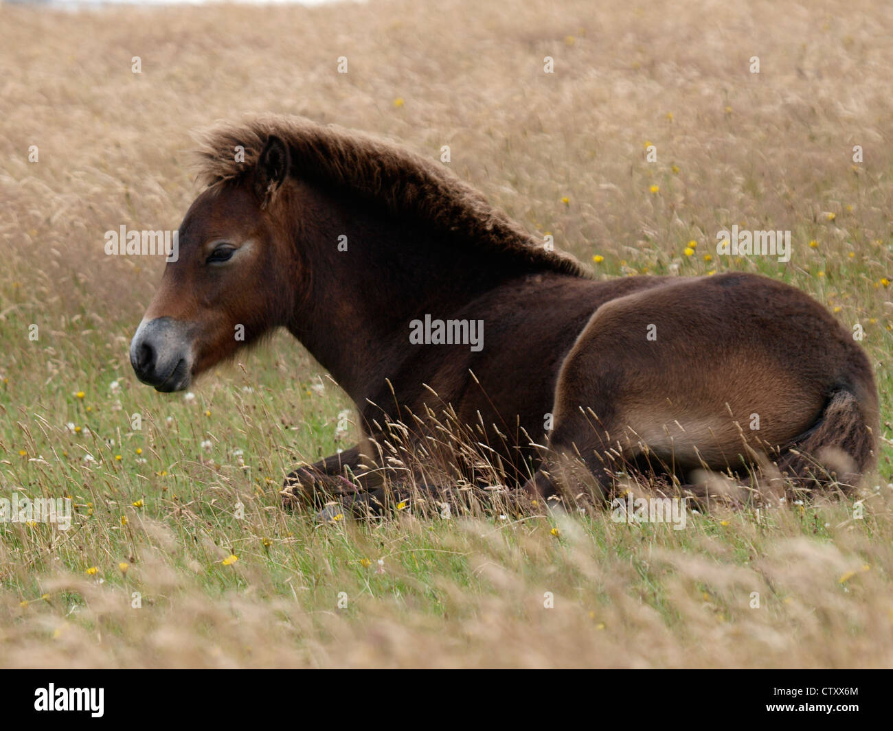 Exmoor pony fowl, Devon, UK Stock Photo - Alamy