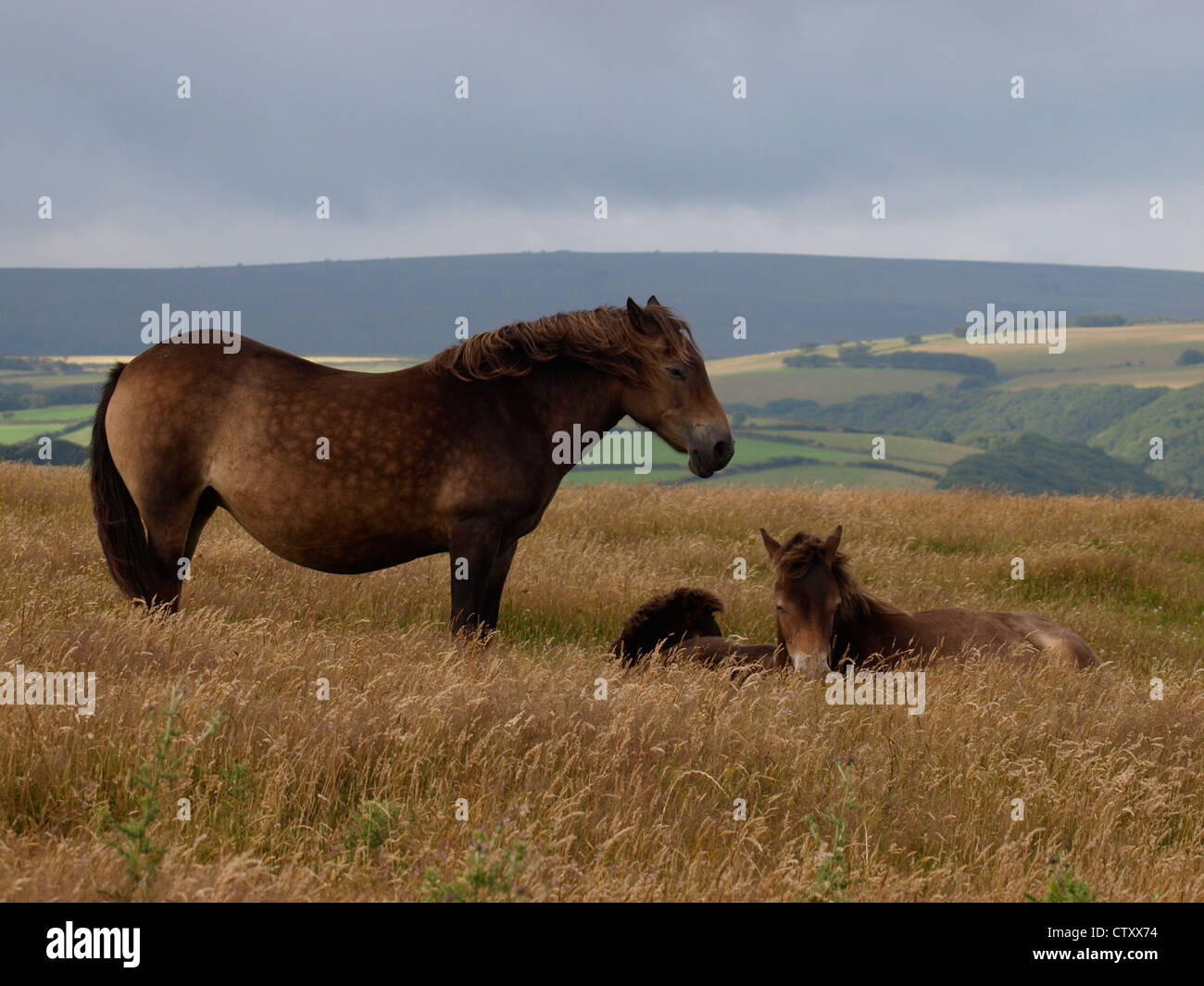 Exmoor Ponies, Devon, UK Stock Photo - Alamy
