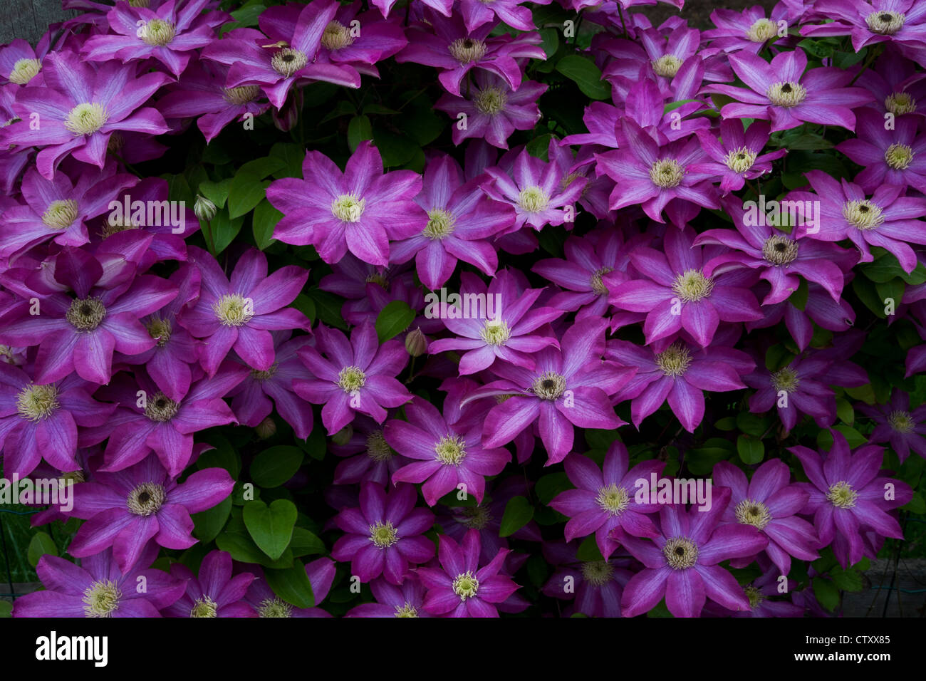 Victorian clematis hi-res stock photography and images - Alamy
