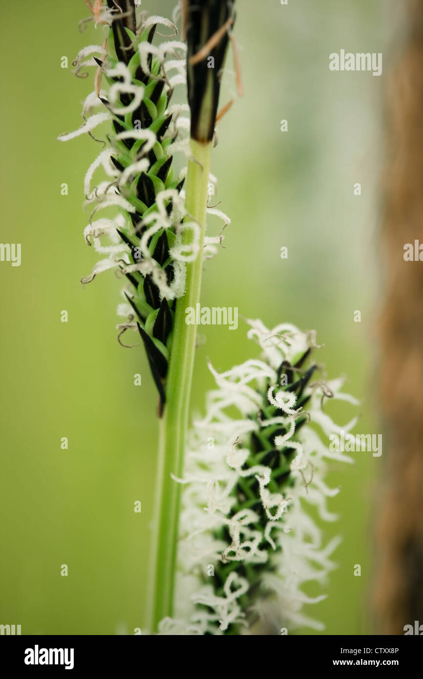 Phragmites australis 'Aurea', common reed, waterside marginal planting ...