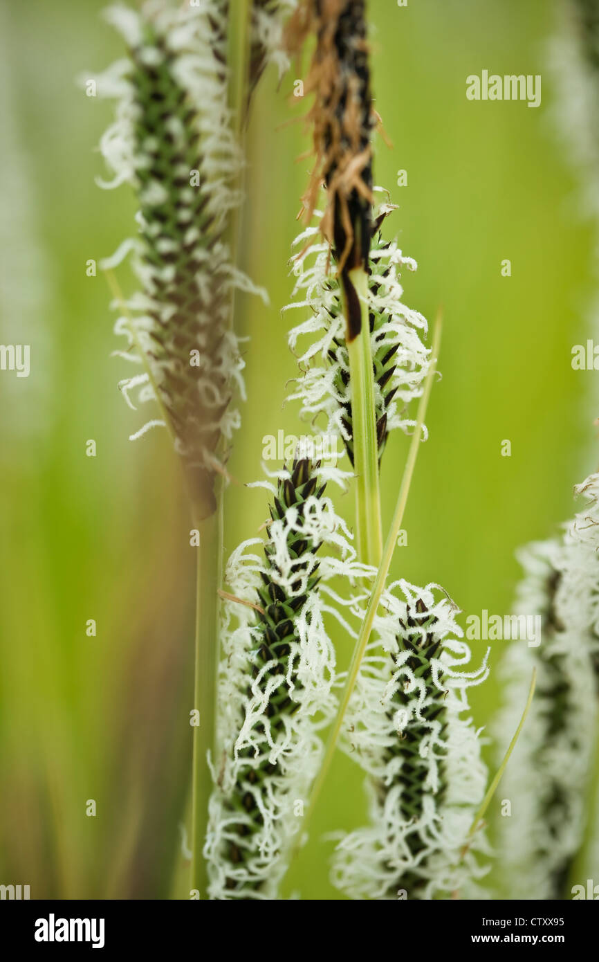 Phragmites australis 'Aurea', common reed, waterside marginal planting ...
