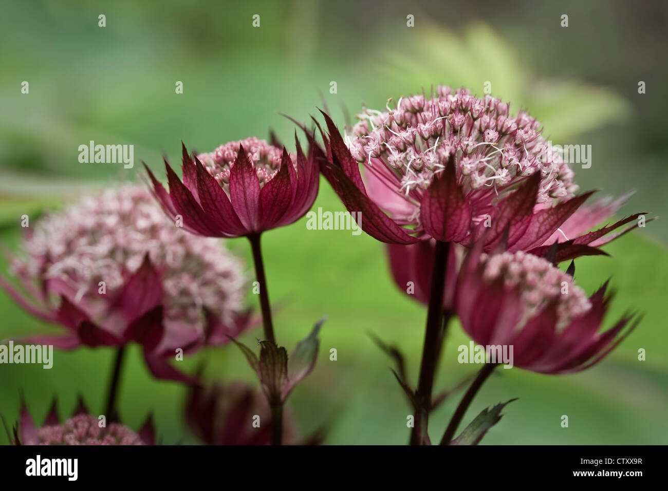 Astrantia Major 'Hadspen Blood' dark red and maroon flowers in part sun ...