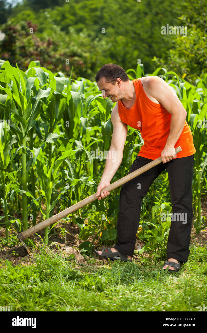 Farmer weeding in a corn field hi-res stock photography and images - Alamy