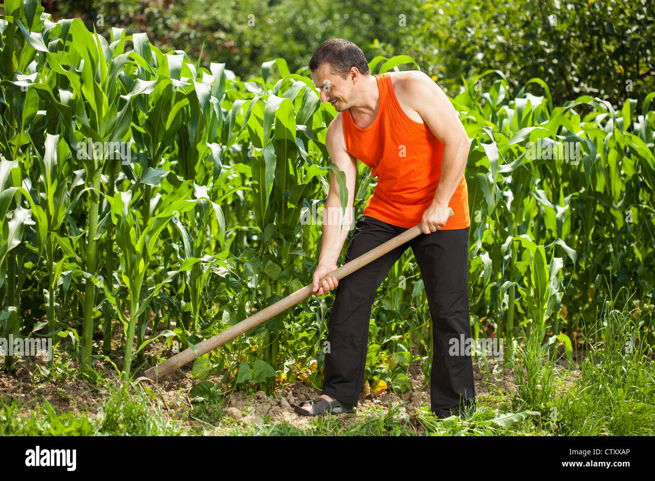 Young farmer with hoe weeding in a corn field Stock Photo - Alamy