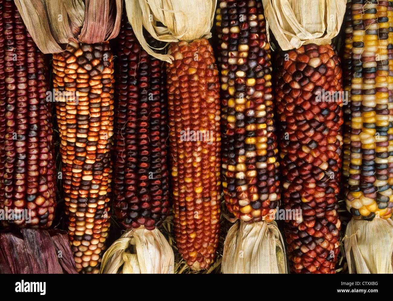 Indian corn display hi-res stock photography and images - Alamy