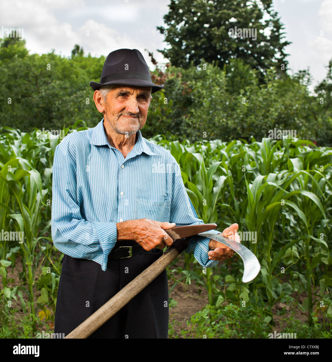 Senior farmer sharpening his scythe with a corn field and a forest in ...