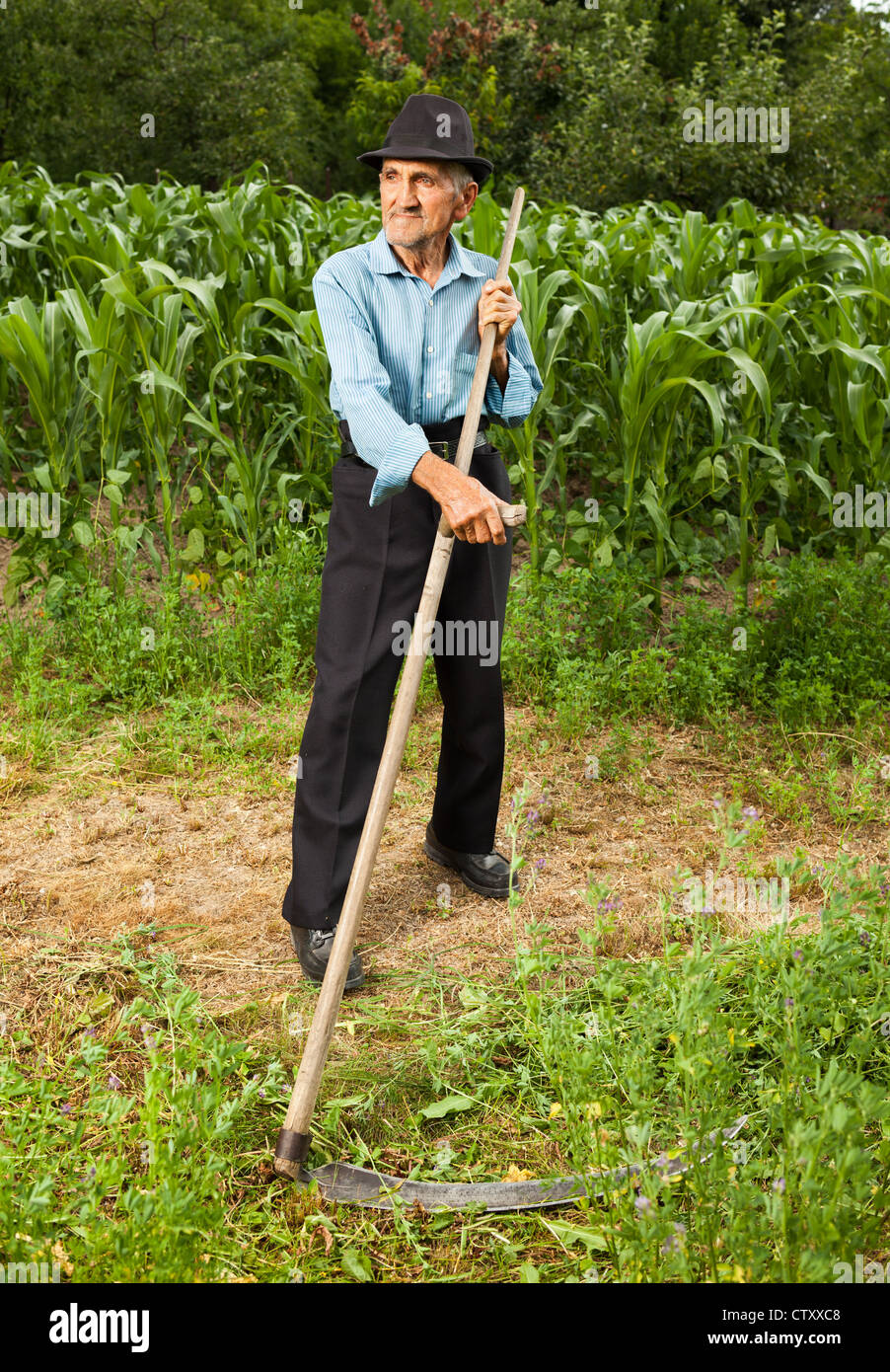 Senior farmer with scythe near a corn field having a break from work ...