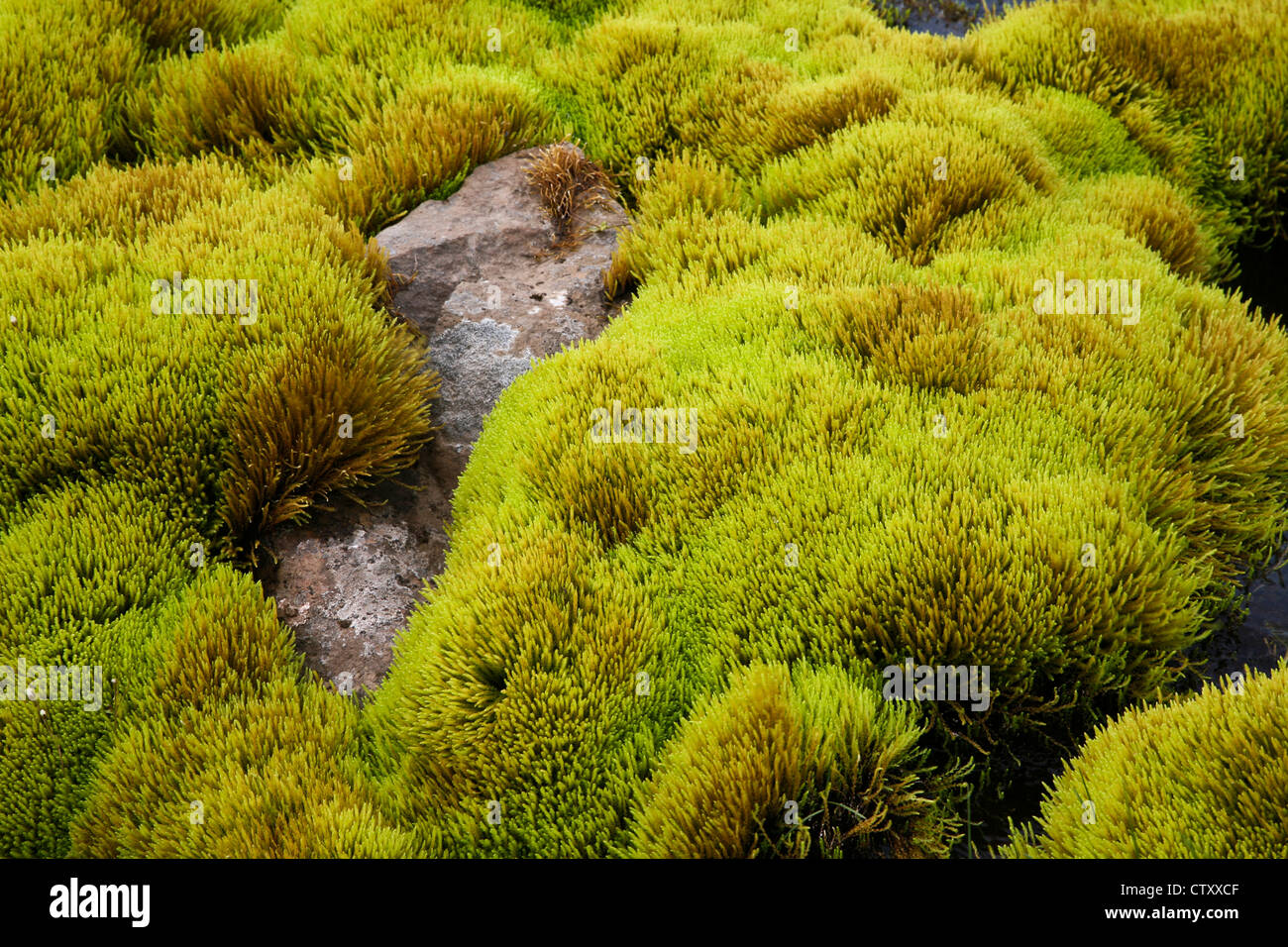 Tundra Mosses