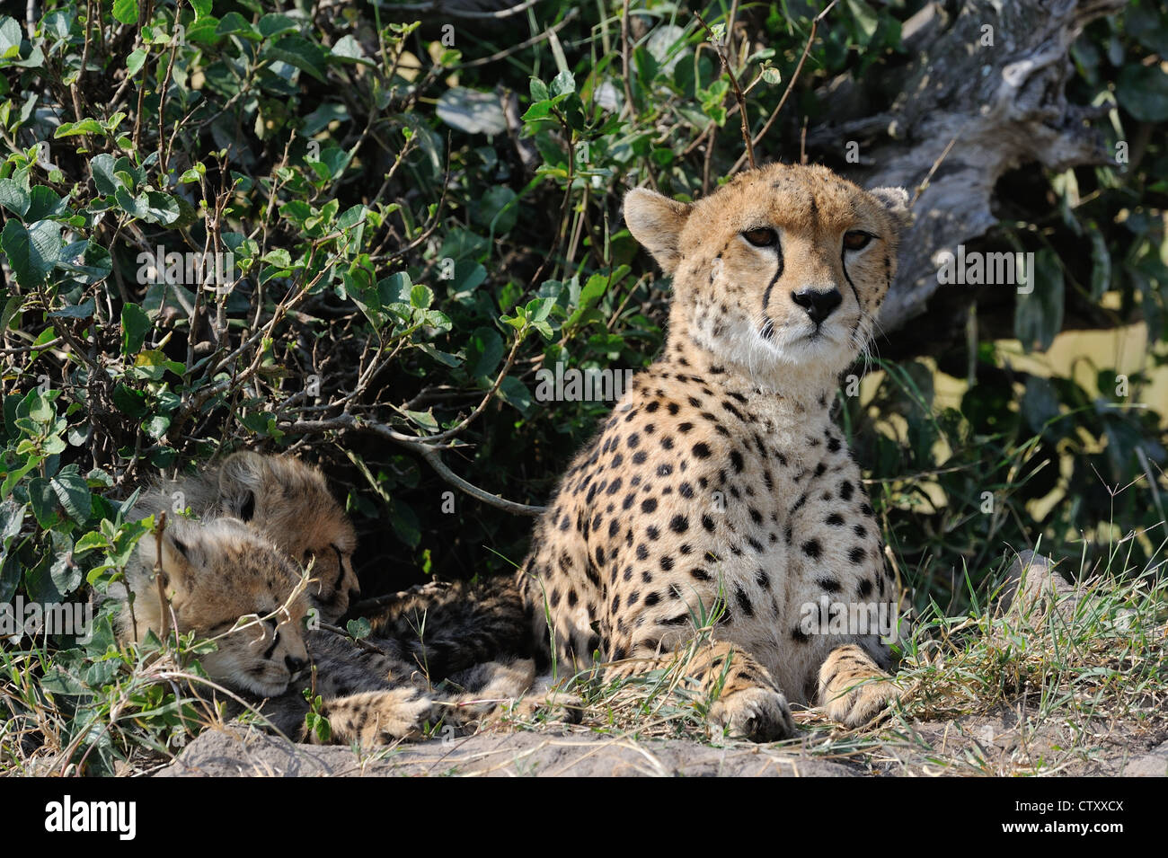Cheetah (Acinonyx jubatus) female lying with her cubs near a bush Masai Mara - Kenya Stock Photo ...