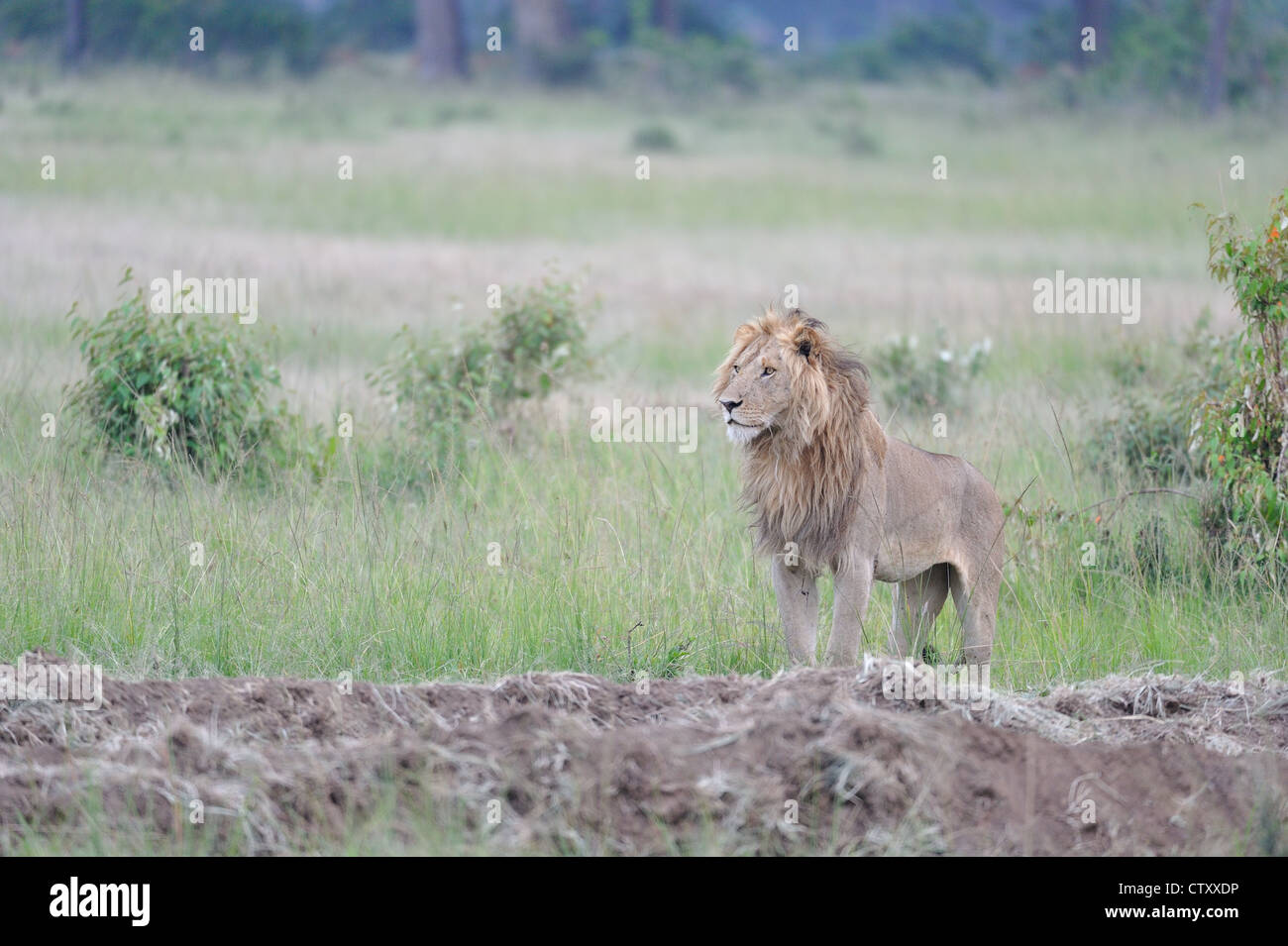 East African lion - Massai lion (Panthera leo nubica) male standing in ...
