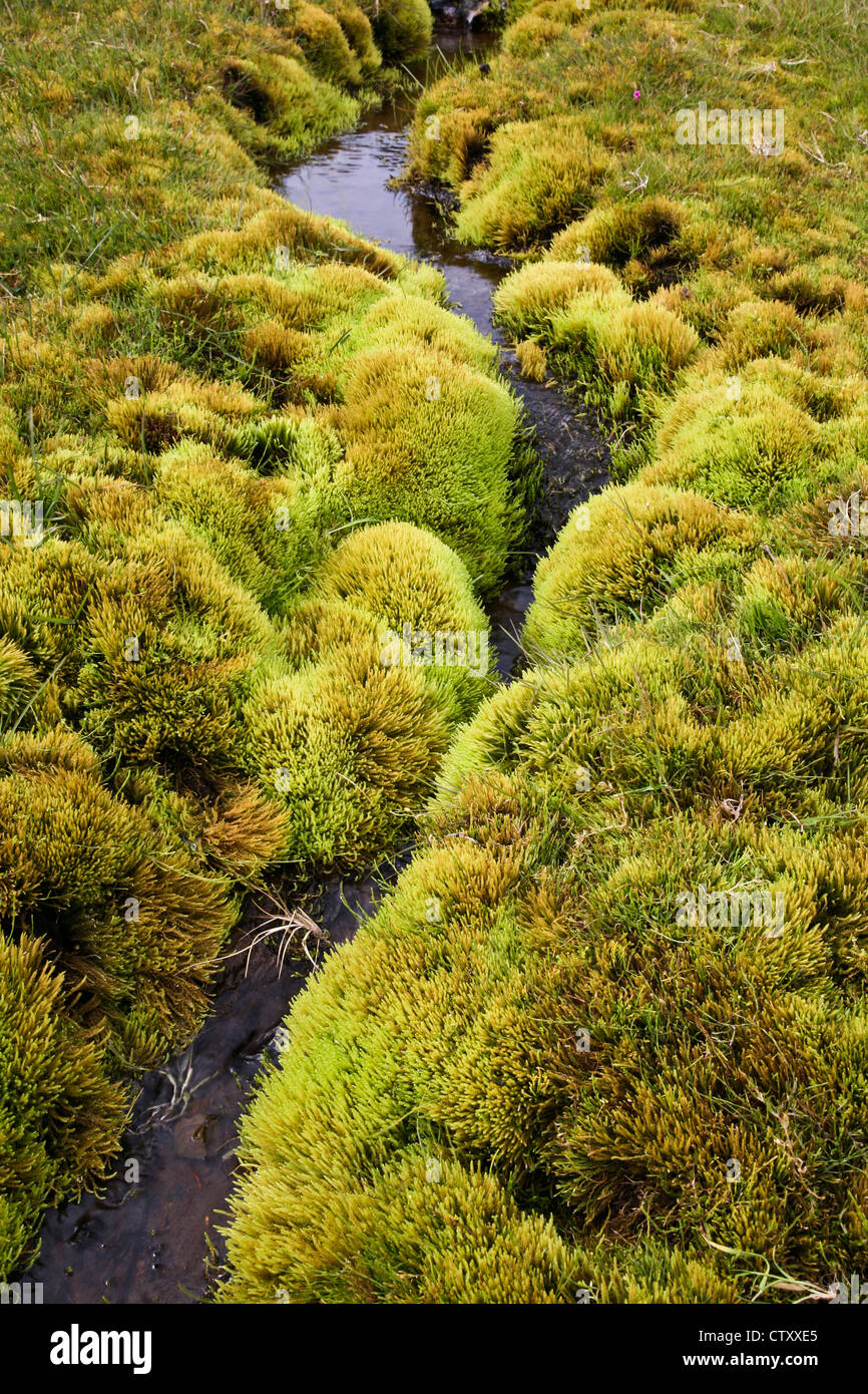 Tundra Mosses