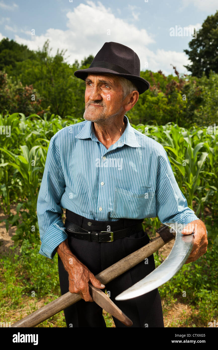 Senior farmer sharpening his scythe with a corn field and a forest in ...