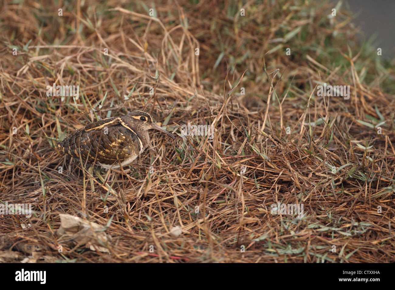 Greater Painted Snipe (Rostratula benghalensis Stock Photo - Alamy