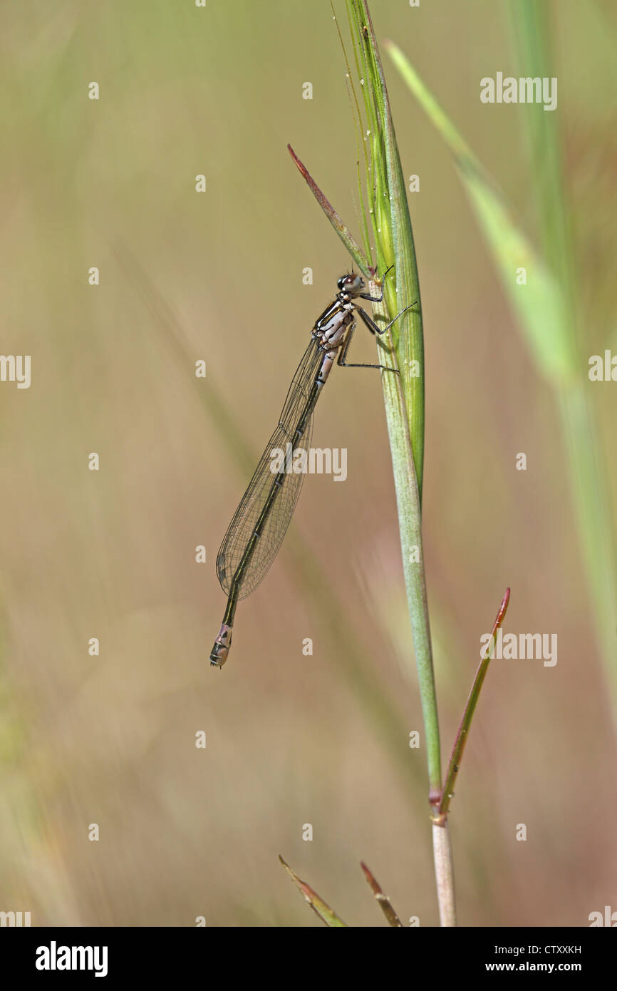 Variable damselflies hi-res stock photography and images - Alamy
