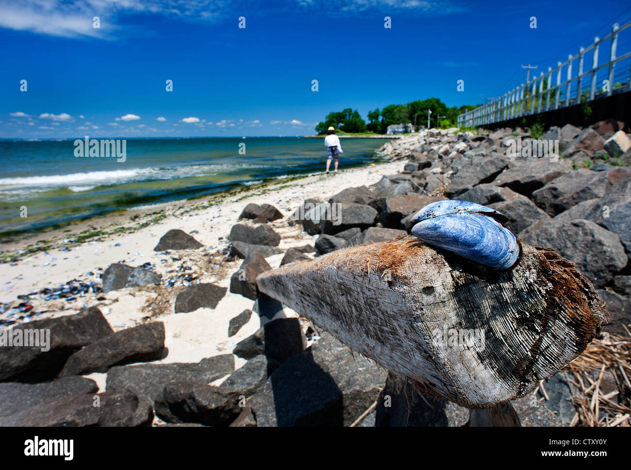 mussel shell on rocky beach Stock Photo - Alamy