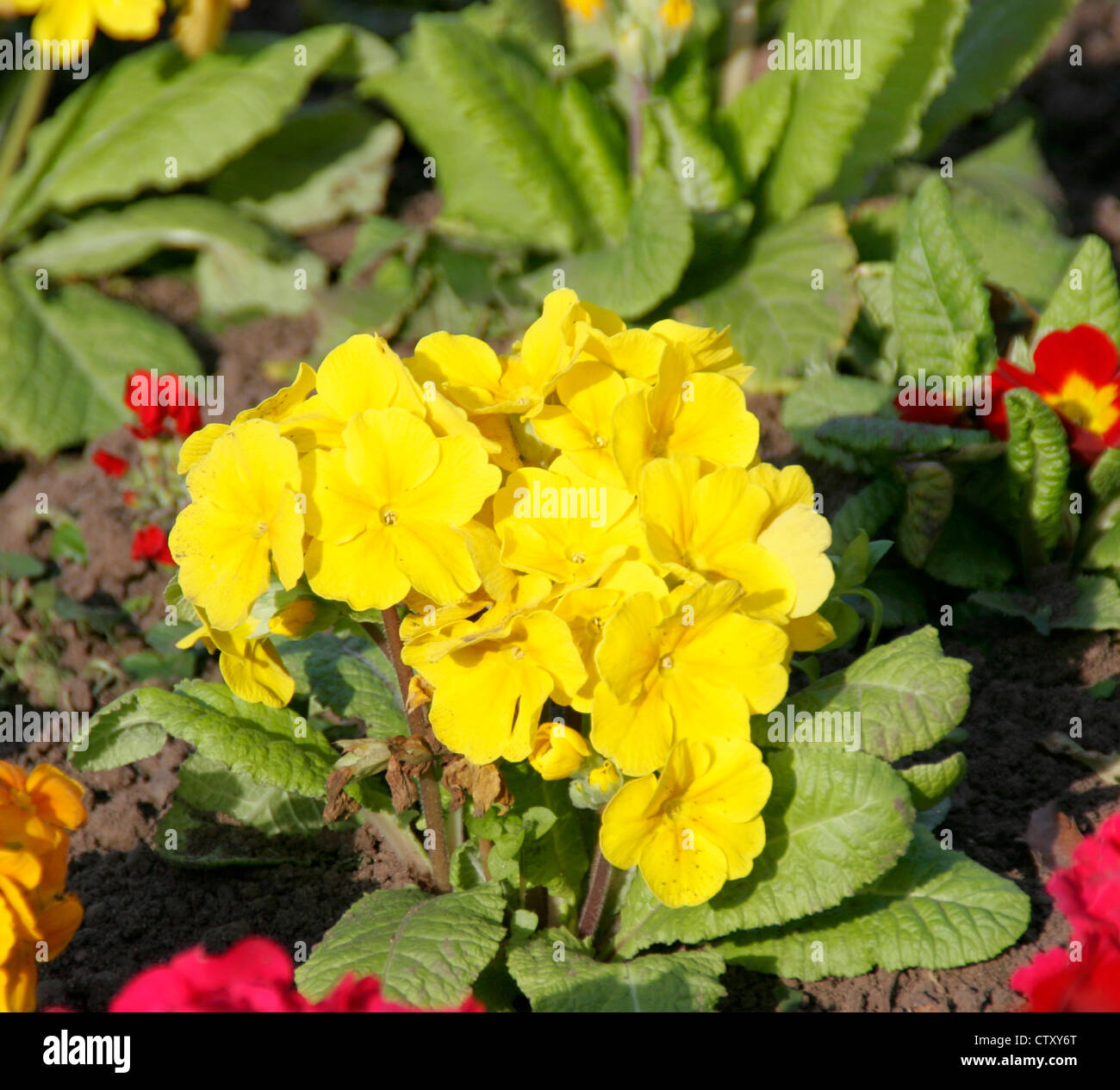 Primula primrose polyanthus yellow hi-res stock photography and images ...