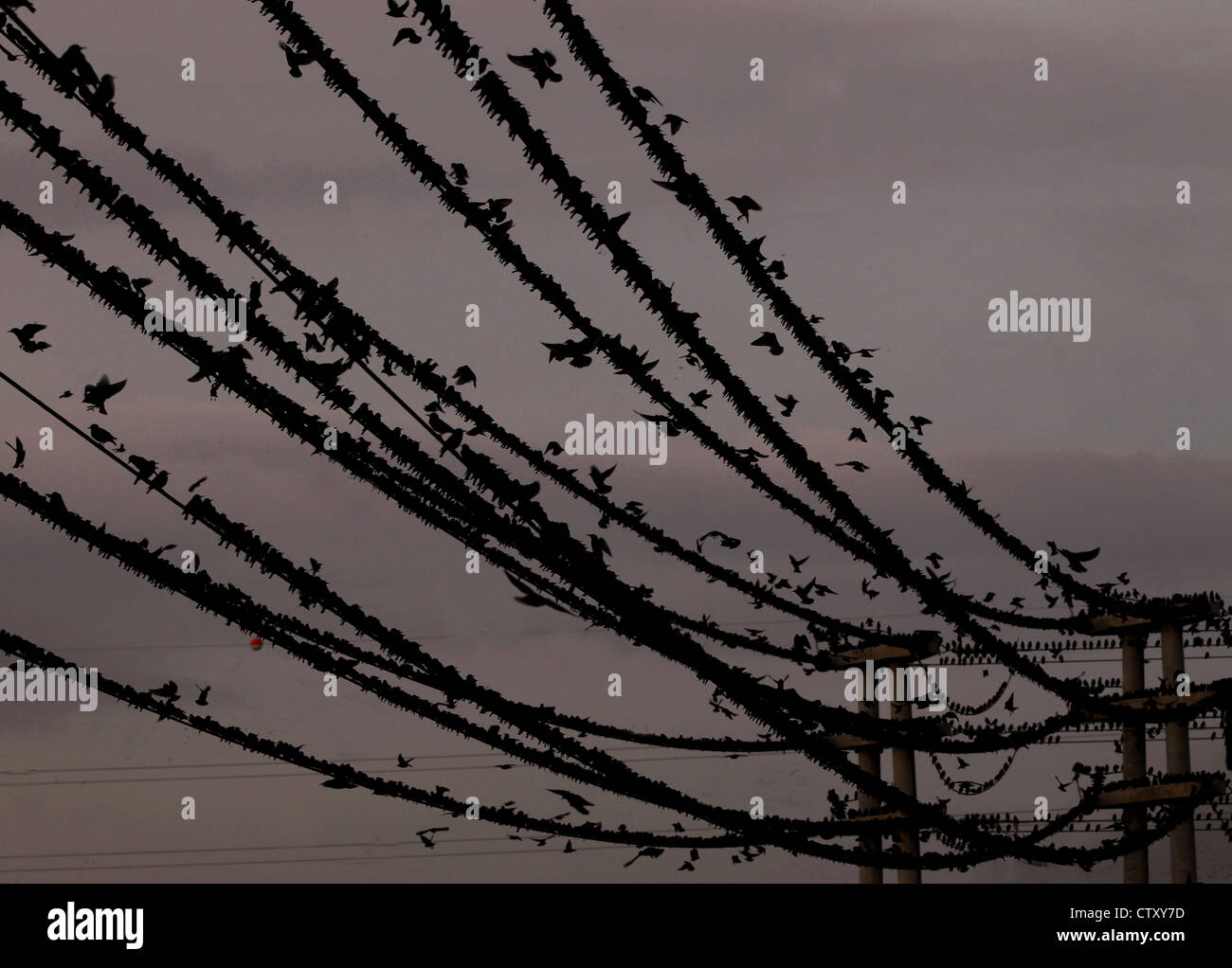 European starling in a swarn Ankara Turkey Stock Photo - Alamy