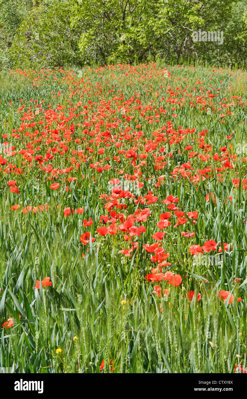 poppy fields in the Southern Atlas Mountains, Morocco Stock Photo - Alamy