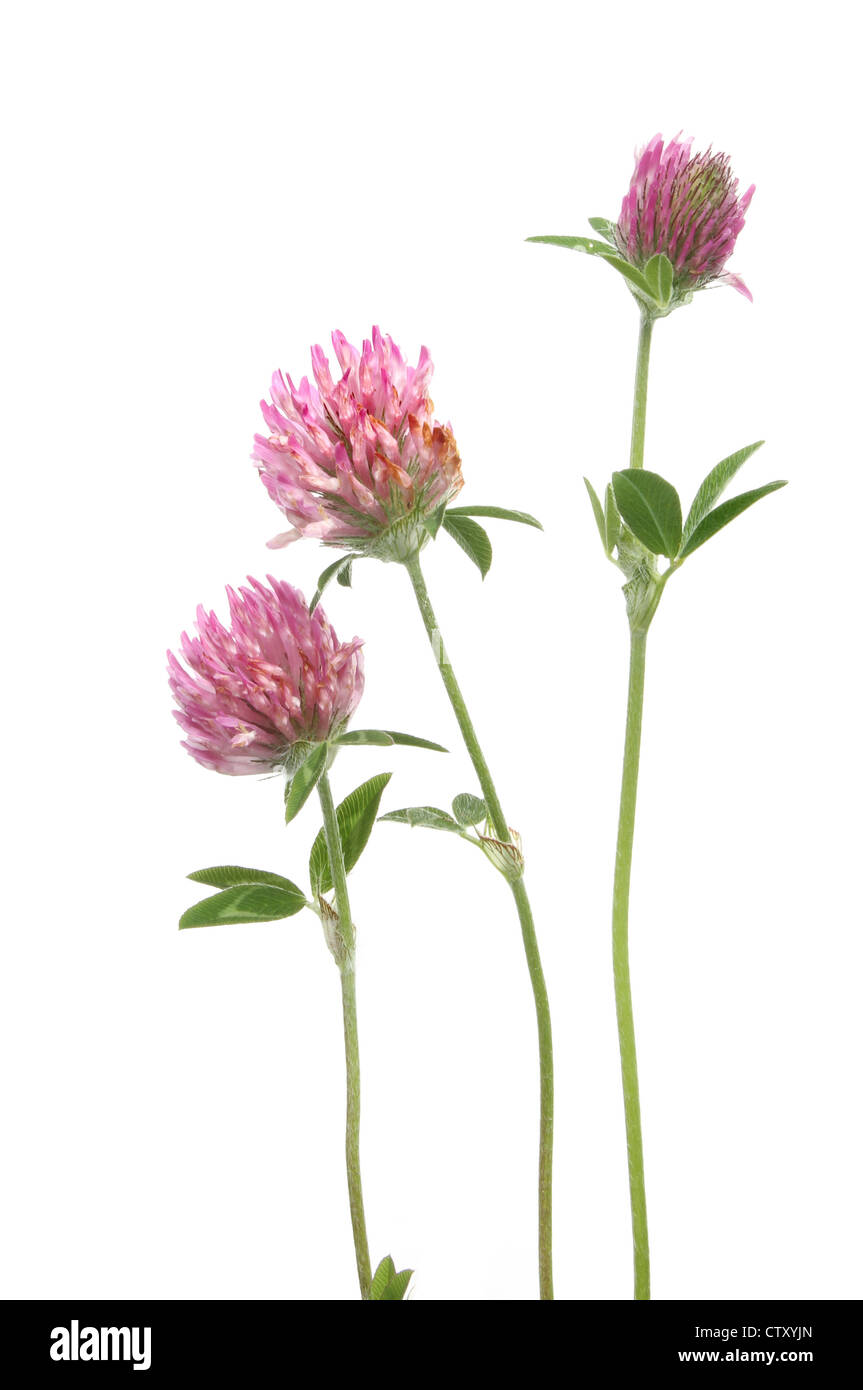 Clover flowers and leaves isolated against white Stock Photo - Alamy