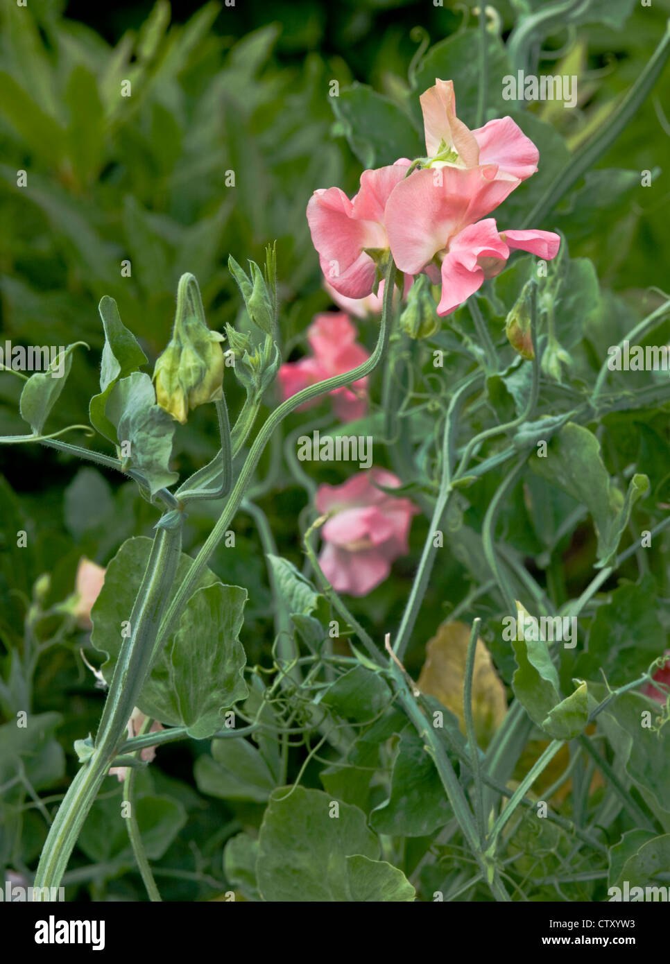 Pink sweetpea hi-res stock photography and images - Alamy