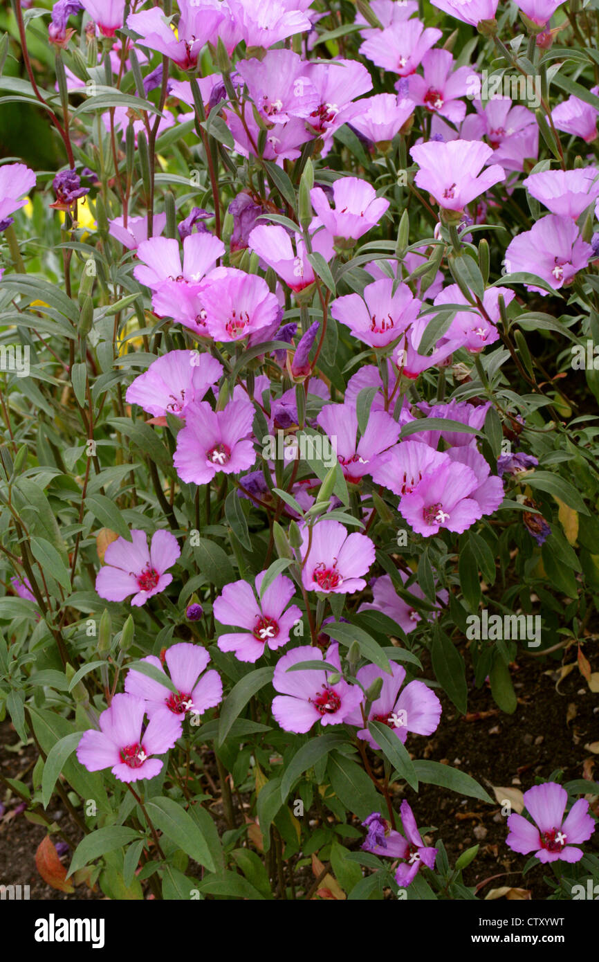 Purple Clarkia, Winecup Clarkia or Winecup Fairyfan, Clarkia purpurea ...
