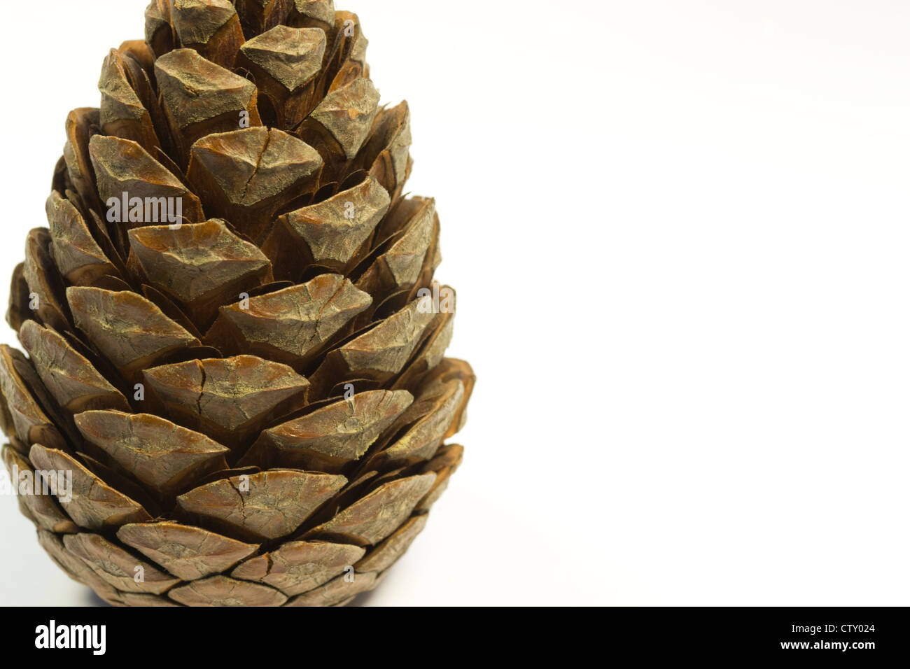 normal cone with seeds Stock Photo - Alamy