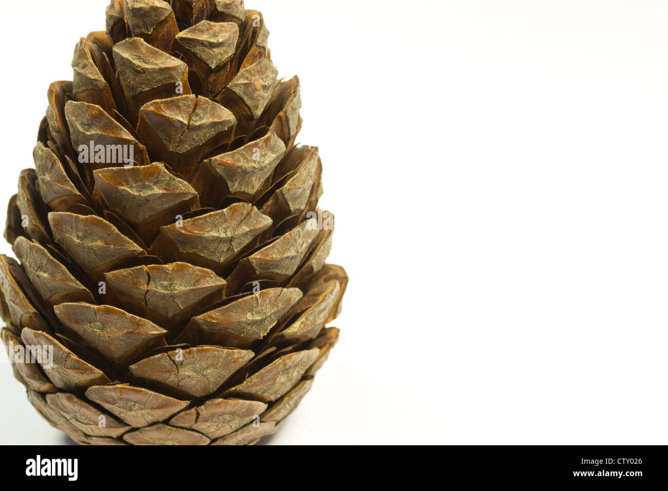 Cone Pine Seed High Resolution Stock Photography and Images - Alamy
