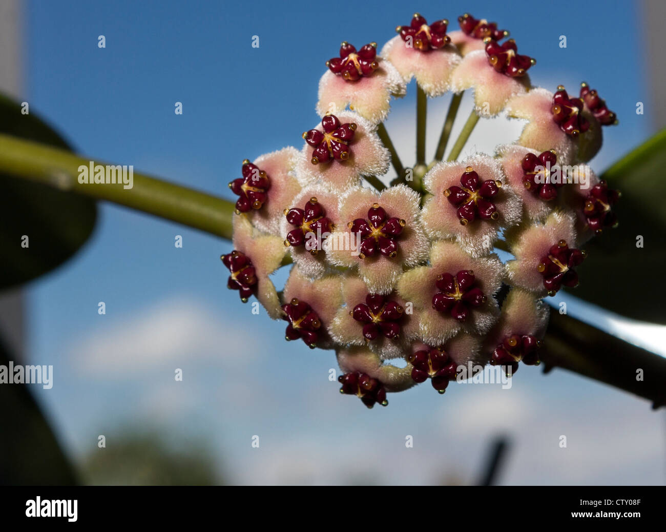 The flower of a Hoya plant Stock Photo - Alamy