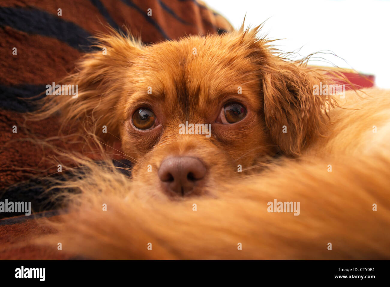 Portrait of young dog with sad eyes Stock Photo - Alamy