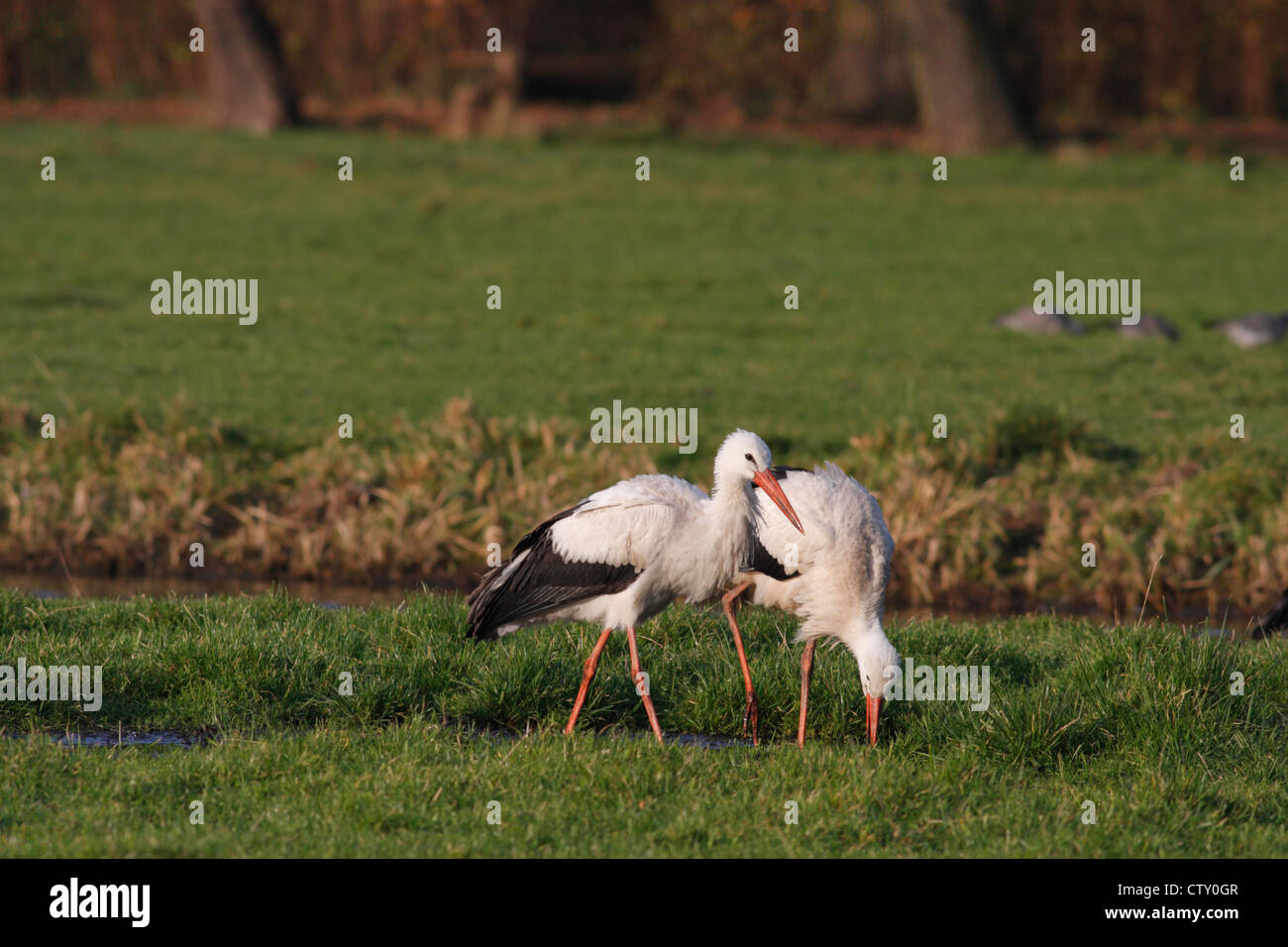 Stork bird birds netherlands holland hi-res stock photography and ...