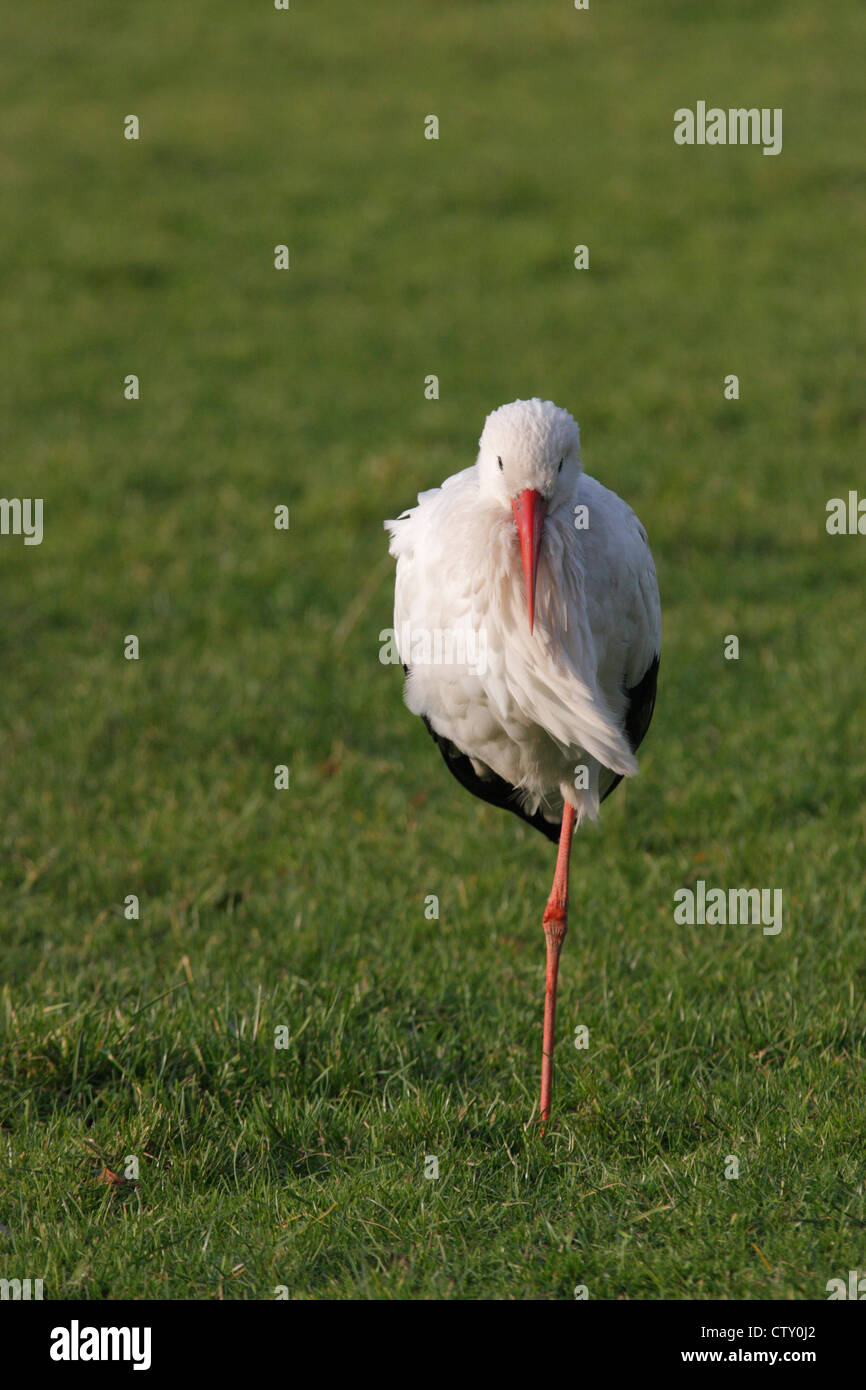 Stork bird birds netherlands holland hi-res stock photography and ...