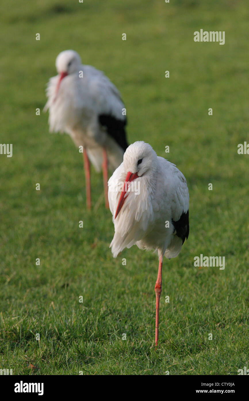 Stork bird birds netherlands holland hi-res stock photography and ...