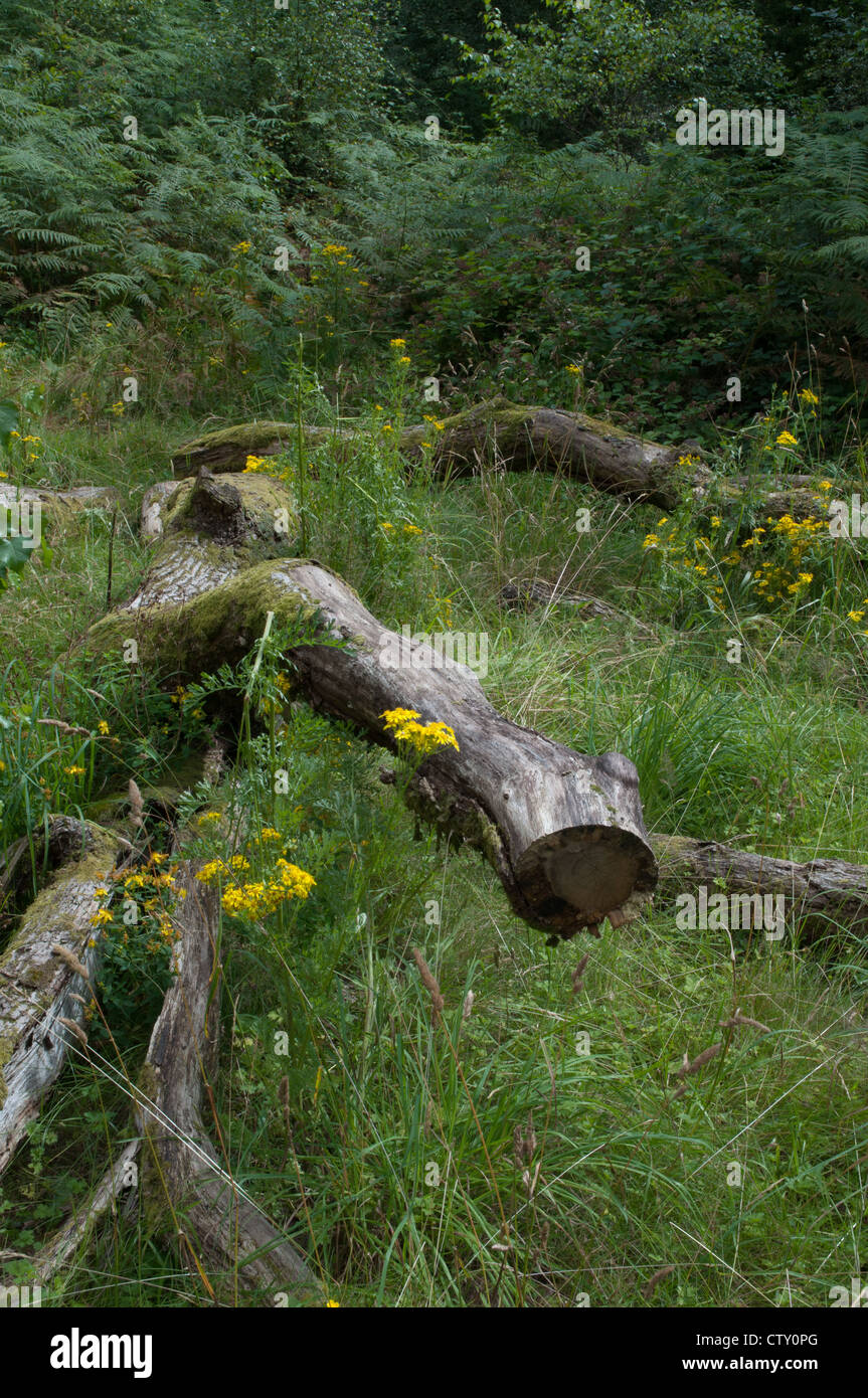 dead tree laid horizontal in sunlight amongst grass in woodland ...