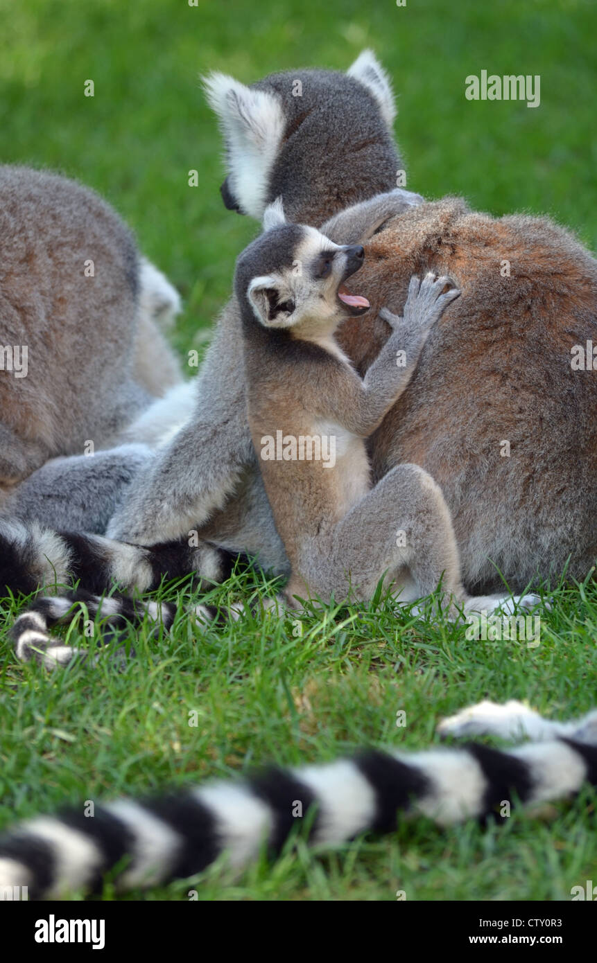Lemur ring tail hi-res stock photography and images - Alamy