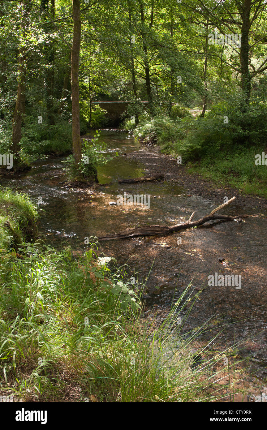 shallow sream in woodland Stock Photo - Alamy