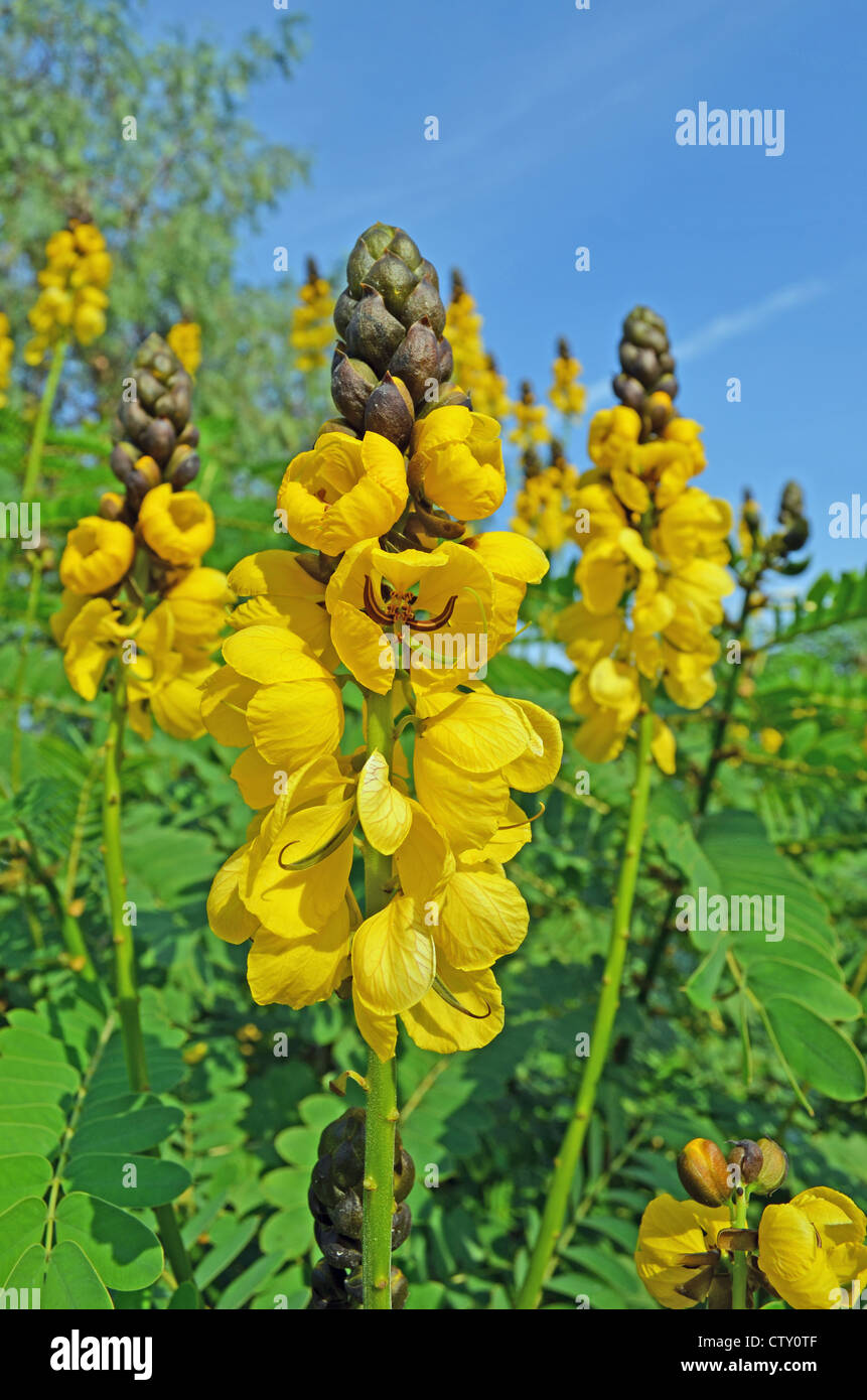 Yellow Spanish Flowers Stock Photo - Alamy