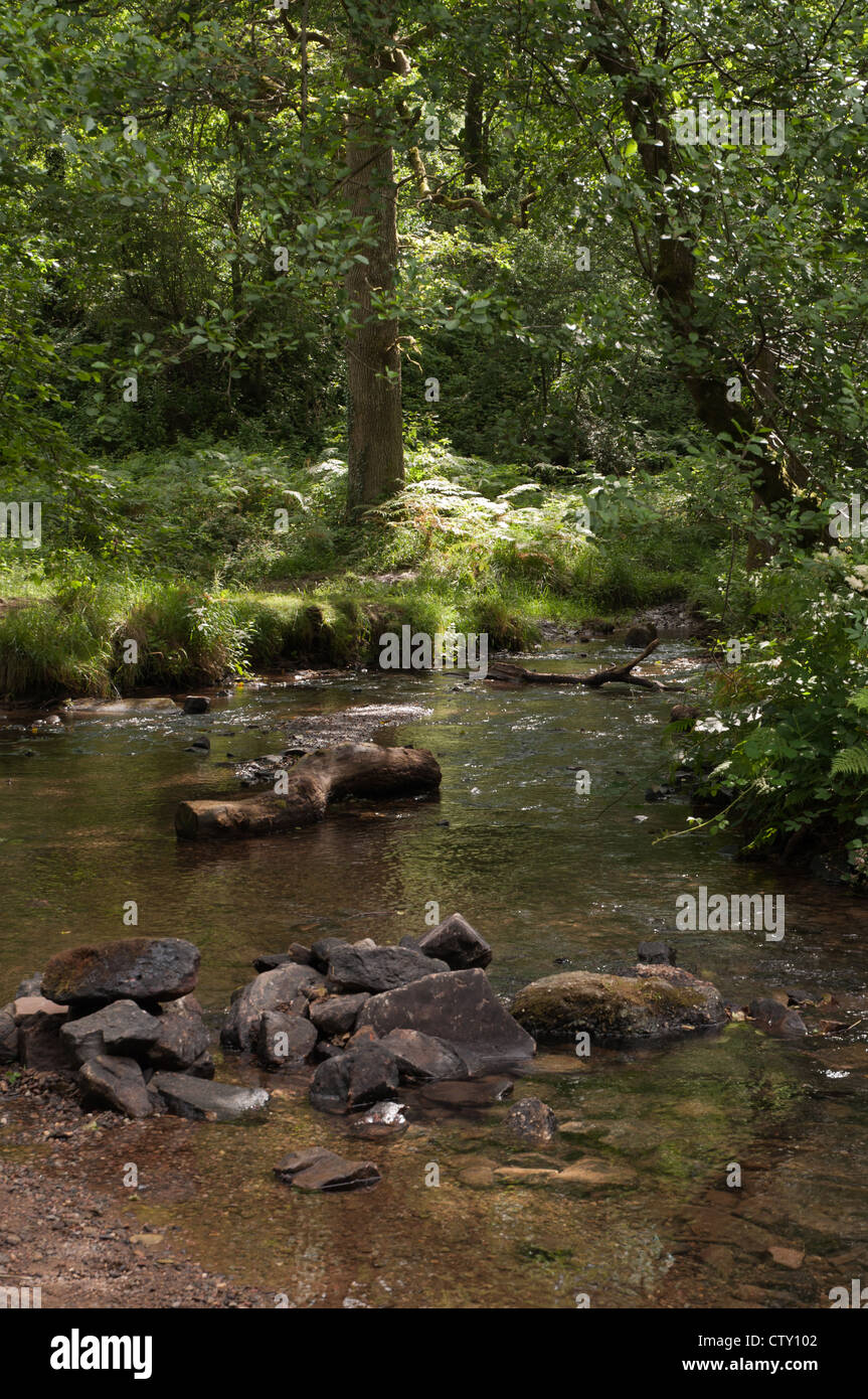 shallow stream in woodland dappled light reflections of trees Stock ...