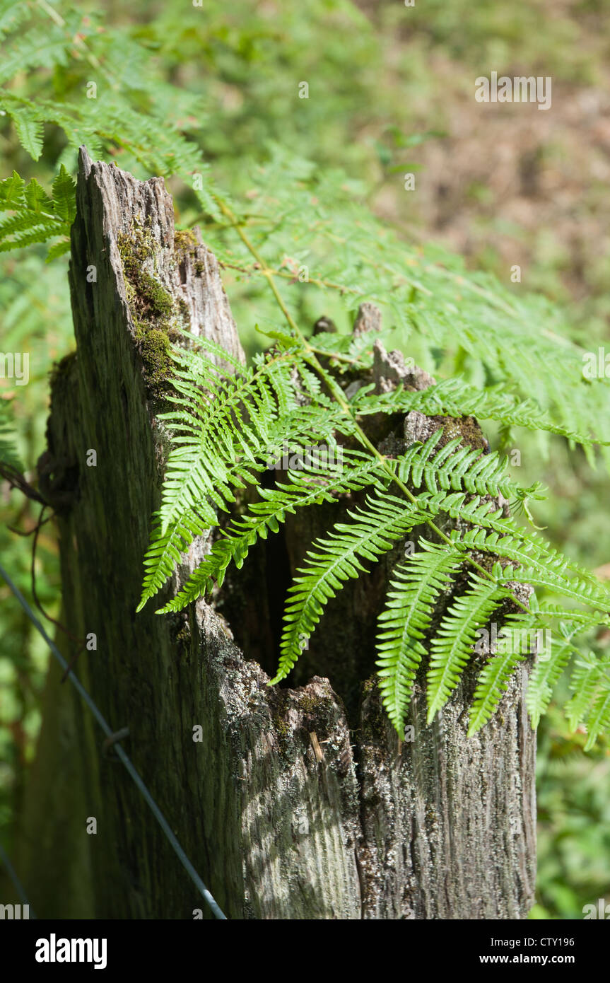 old wooden fence post rotting in woodland setting Stock Photo - Alamy
