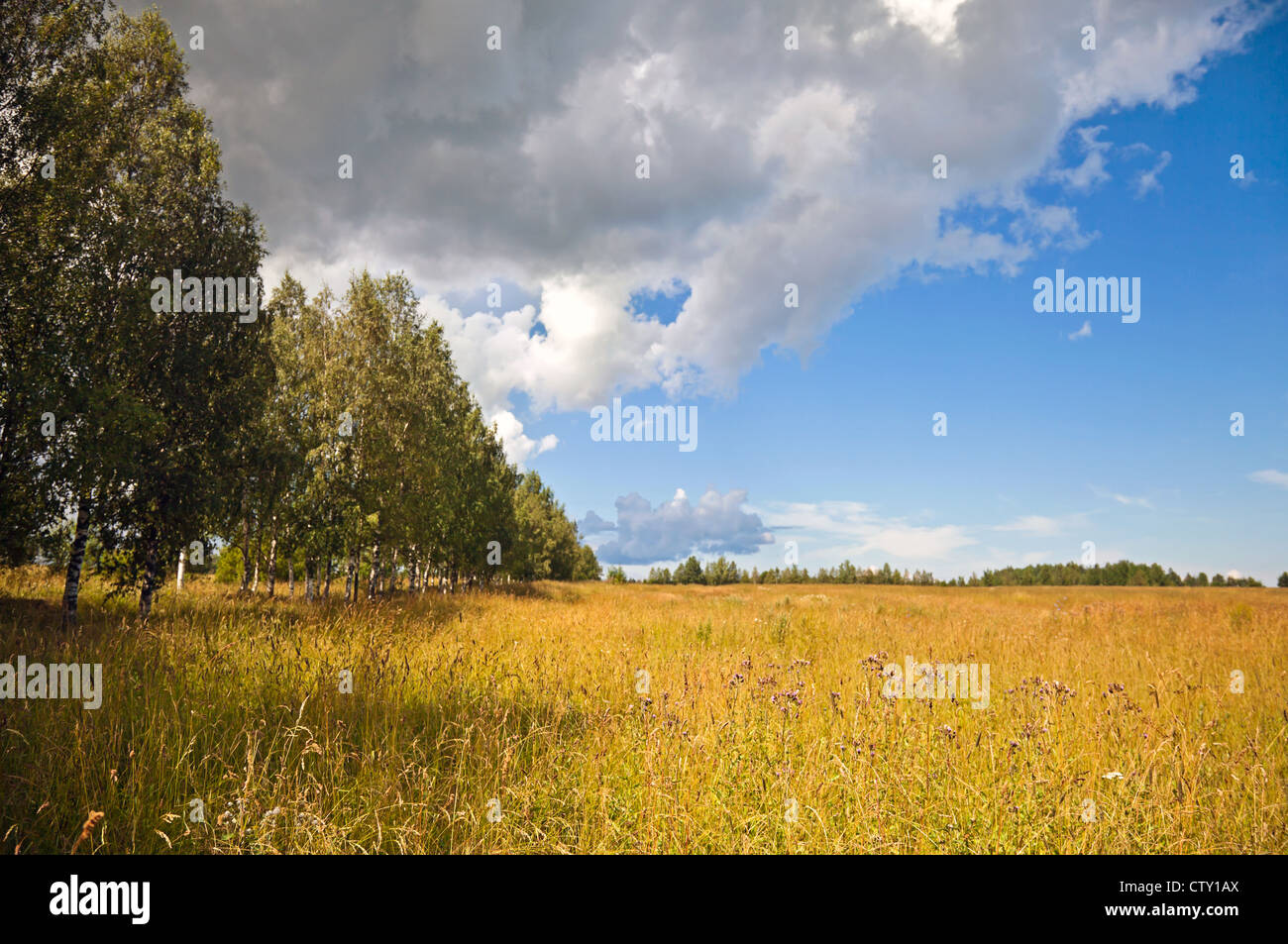 Russian rural landscape with yellow green dry field under beautiful ...