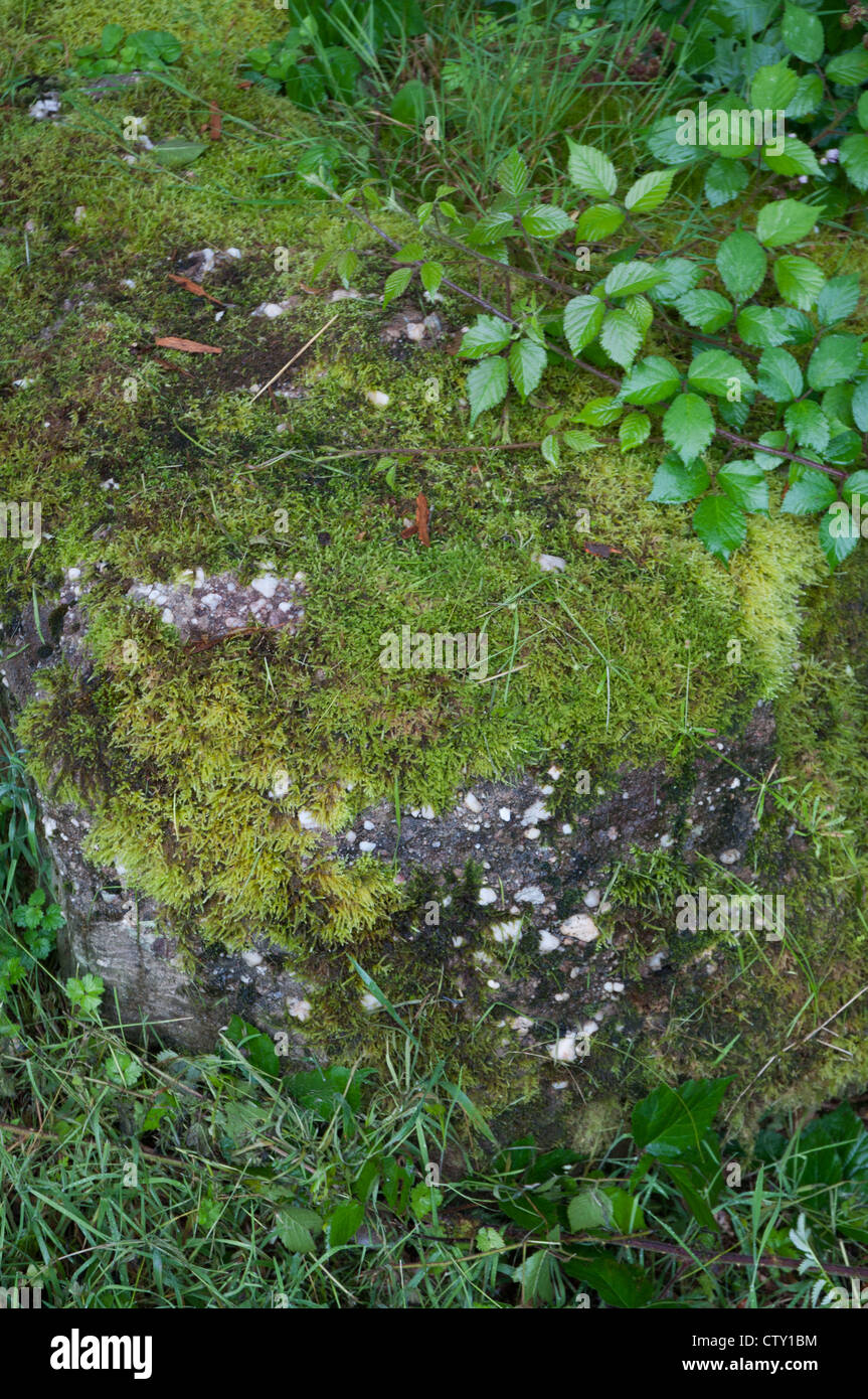 Moss on rock hi-res stock photography and images - Alamy