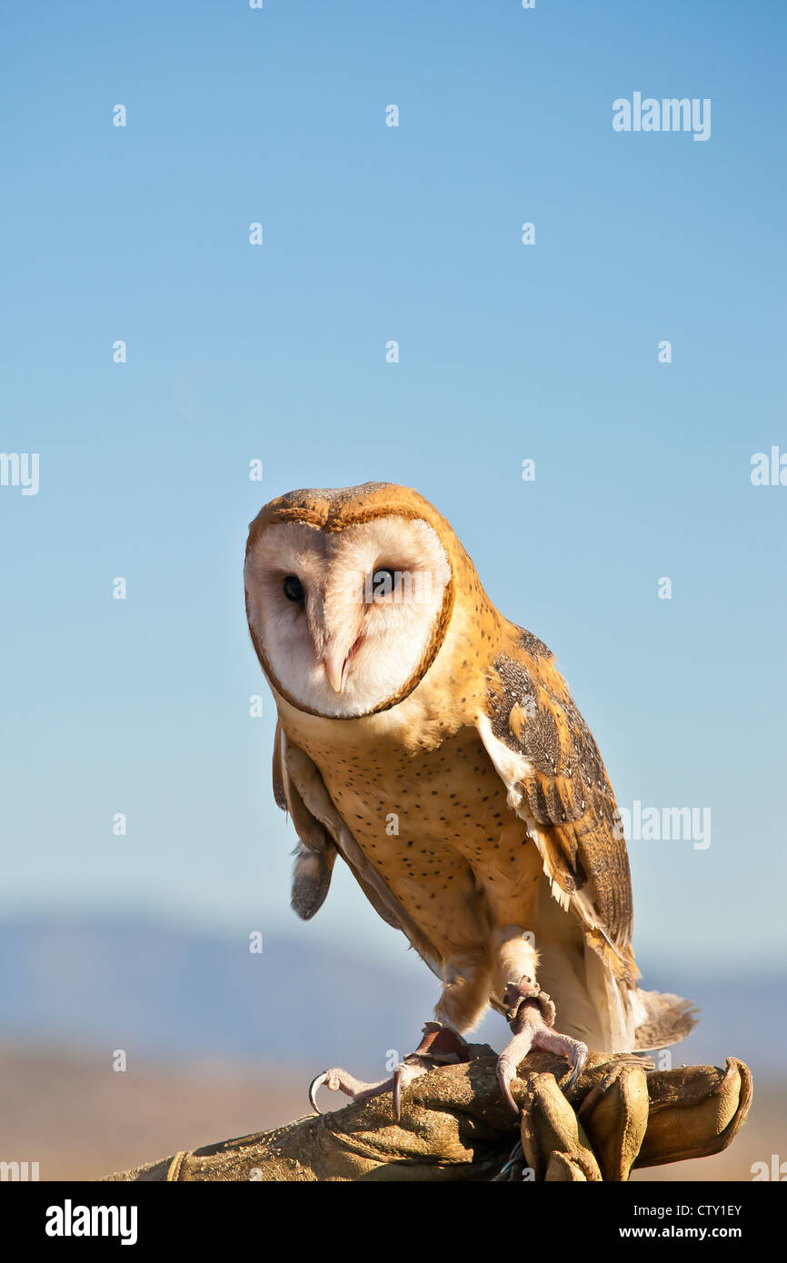 Common barn owl tethered to handler's leather glove Stock Photo - Alamy