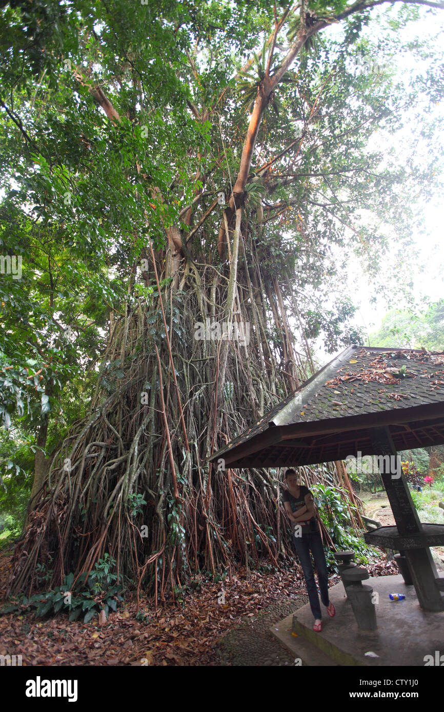Java, Indonesia, Bogor, Botanical Gardens, garden of Indonesian ...