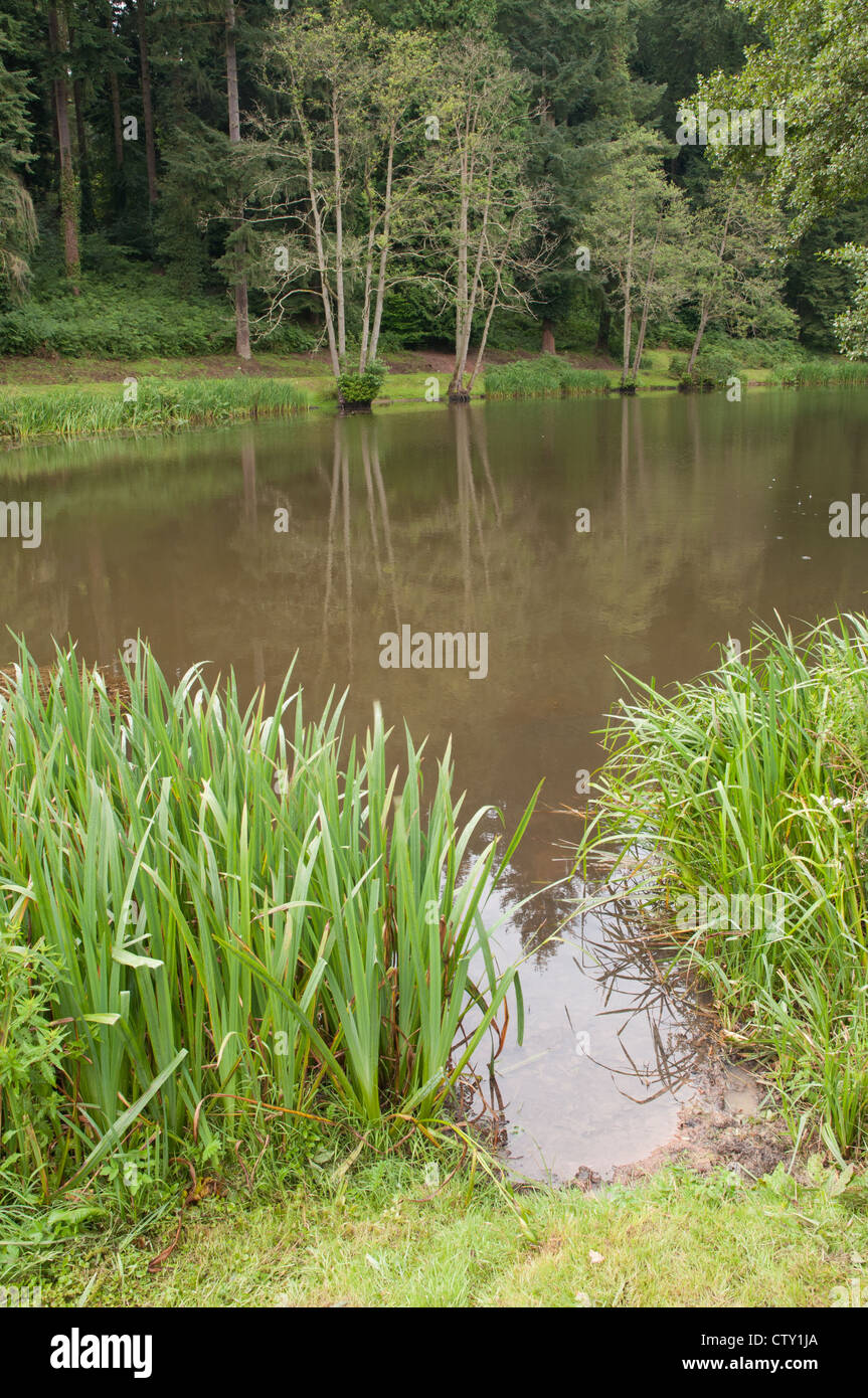 Reeds reflecting in pond hi-res stock photography and images - Alamy