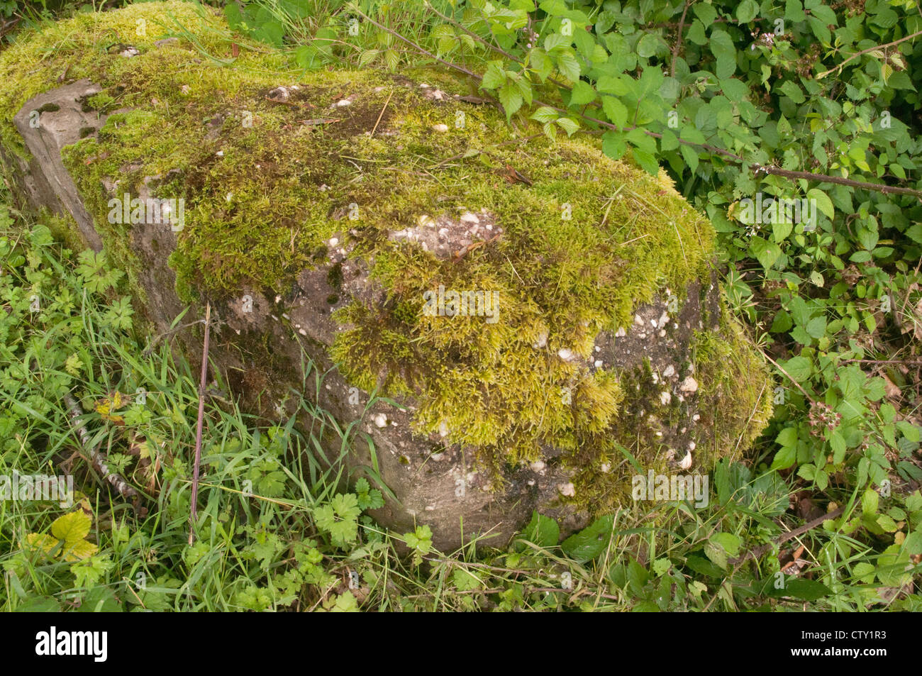 moss on rock Stock Photo - Alamy