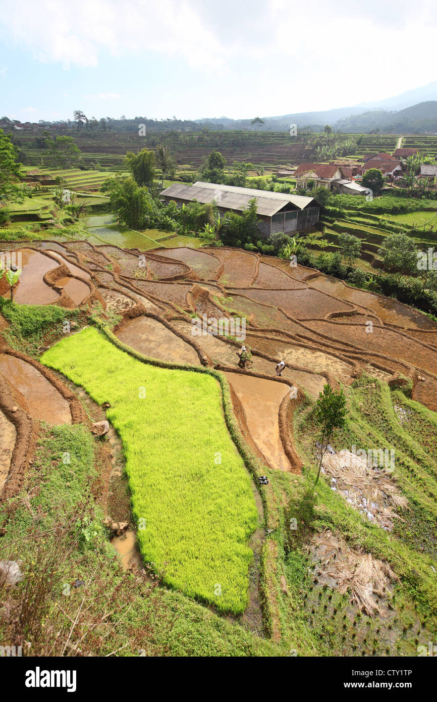 West Java, Indonesia, rice, Jalan Garut Tasikmalaya, rice paddy fields ...