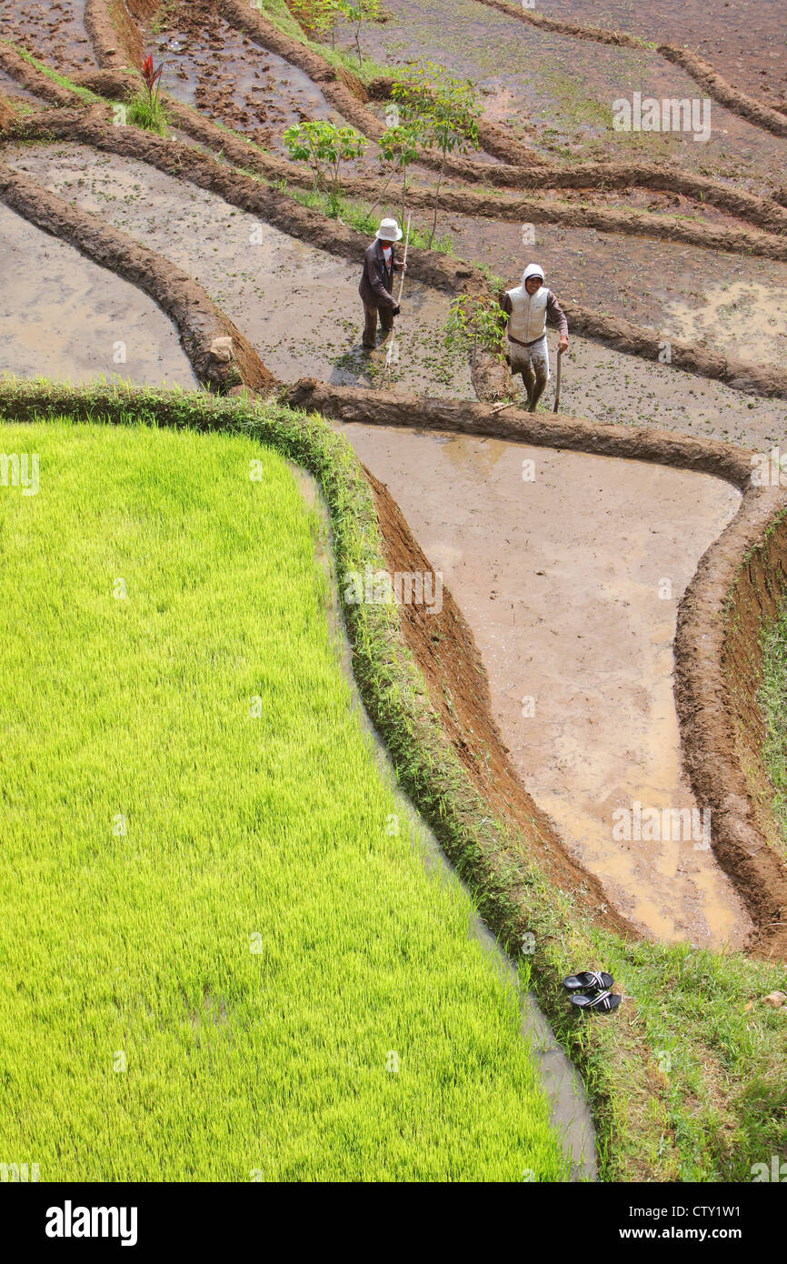 West Java, Indonesia, rice, Jalan Garut Tasikmalaya, rice paddy fields ...